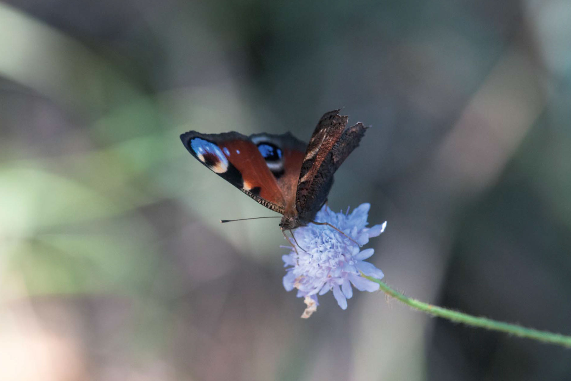 The invertebrate fauna | Vesuvius National Park