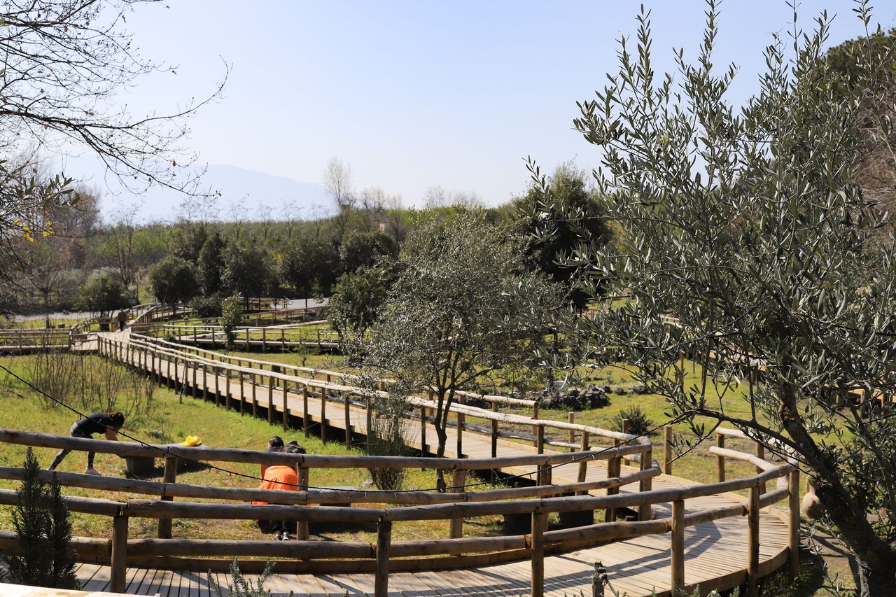 La Pineta di Terzigno | Parco Nazionale del Vesuvio